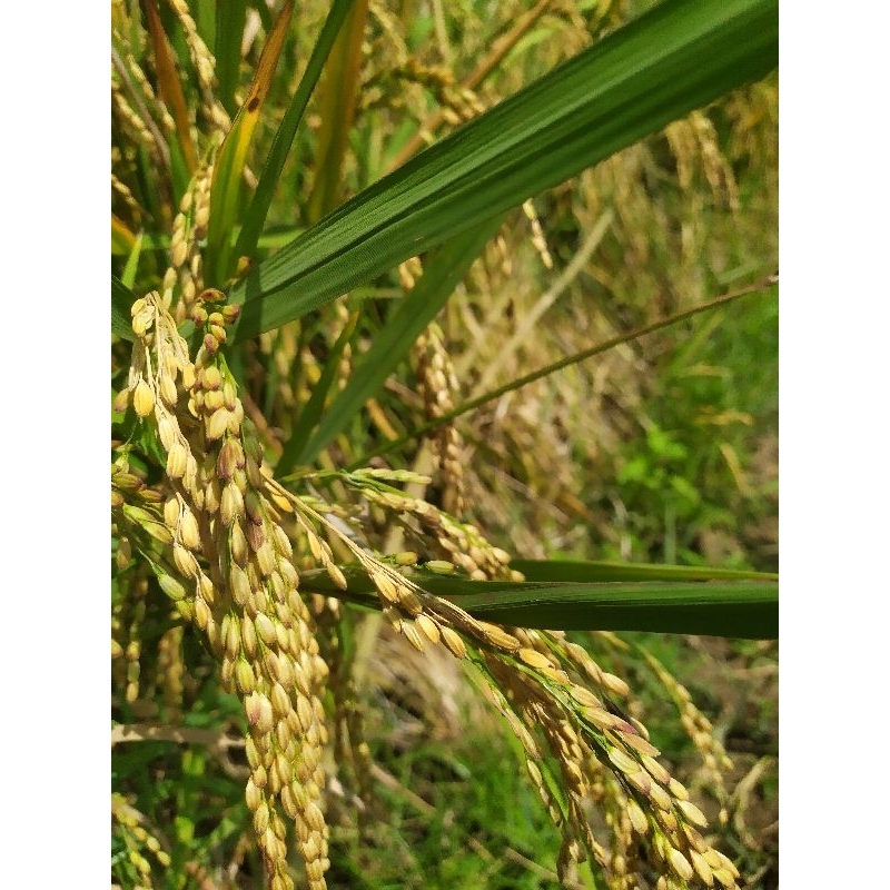 Jual bibit padi walen beras putih umur pendek cuma 100 hari 1kg ...