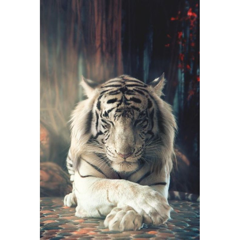 Jual Poster Cetak Hiasan Dinding Jumbo Gambar Harimau Putih Ukuran ... Jual Poster Cetak Hiasan Dinding Jumbo Gambar Harimau Putih Ukuran ...
