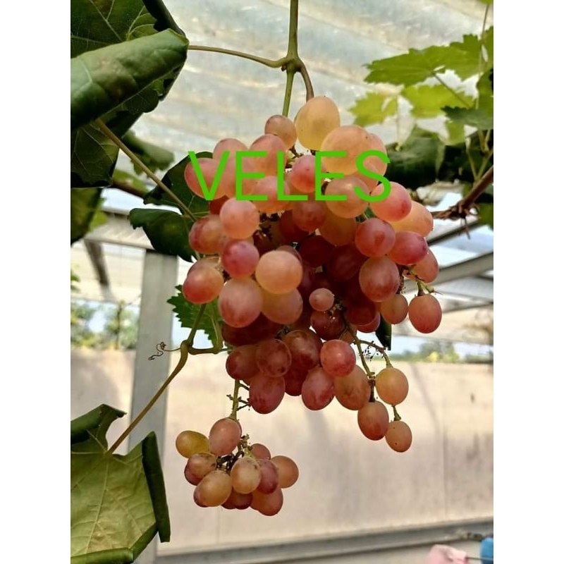 Jual Anggur Veles - Aksesoris Anggur Langka, Kualitas Terbaik | Shopee ...