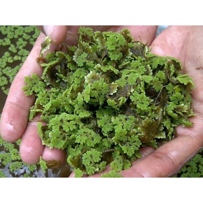 Jual Tanaman apung green azolla (per 1 bungkus 20gram) | Shopee Indonesia