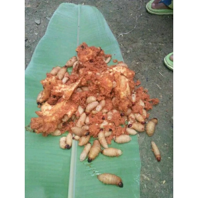 Jual Ulat pohon kelapa/gendon | Shopee Indonesia