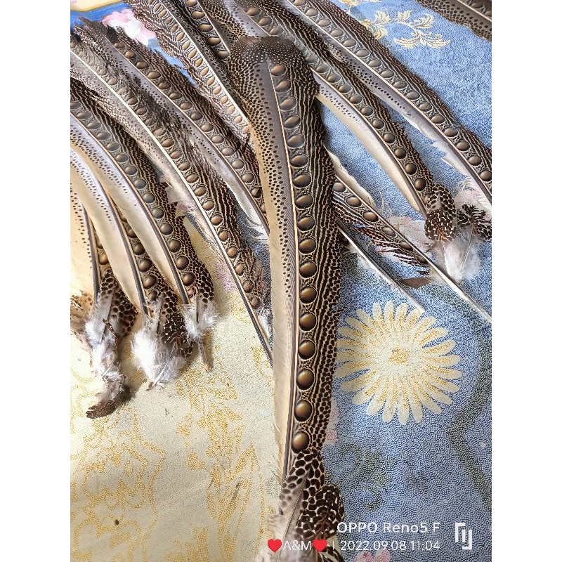 Jual Bulu burung untuk menari dan aksesoris mandau bulu dayak | Shopee ... Jual Bulu burung untuk menari dan aksesoris mandau bulu dayak | Shopee ...