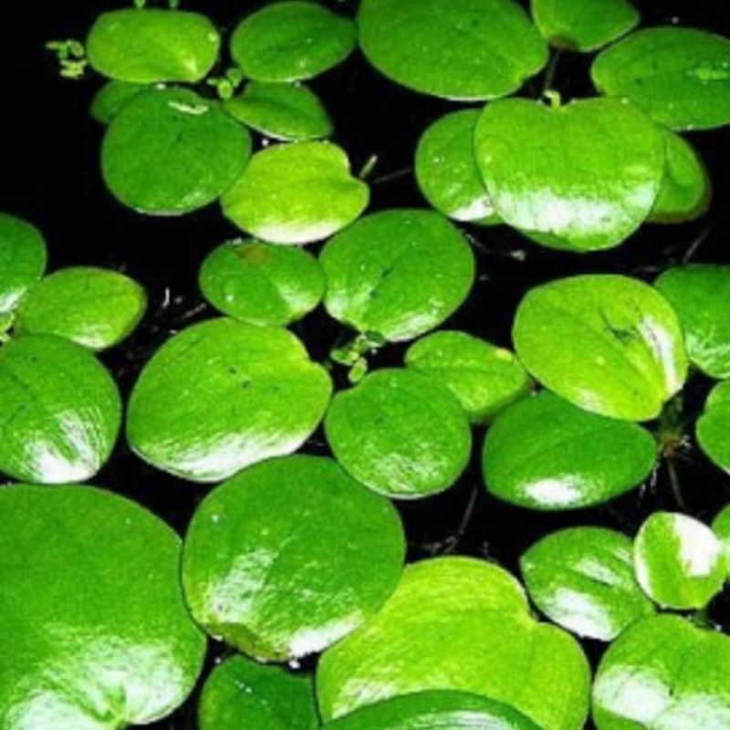 Jual tanaman air / frogbit / mata lele / apu-apu mini | Shopee Indonesia