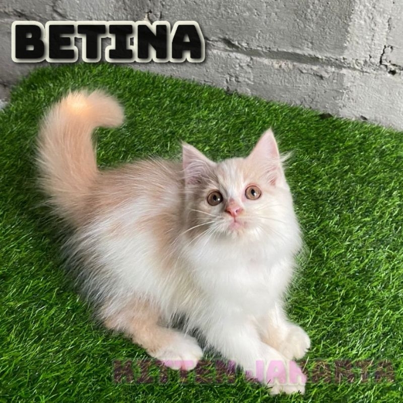 Jual Kucing/Kitten Persia Flatnose Long Hair | Shopee Indonesia