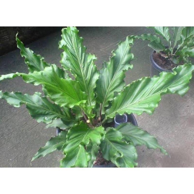 Jual Anthurium Gelombang Cinta Jumbo / Anthurium Gelcin | Shopee Indonesia