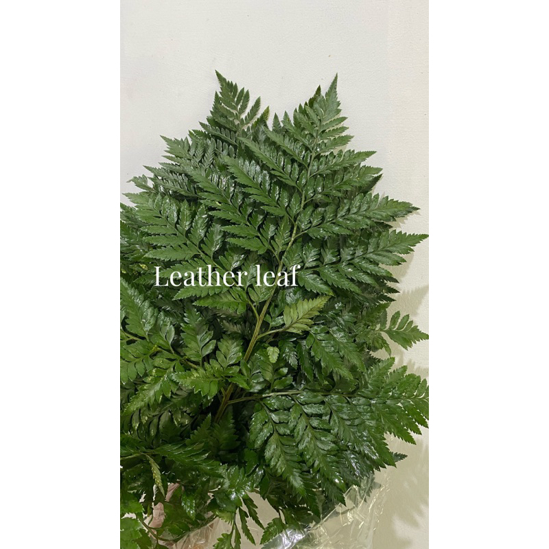 Jual Pakis - Leather leaf isi 10 tangkai | Shopee Indonesia