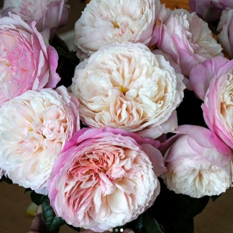 Jual Mawar Import Cosntance | Shopee Indonesia