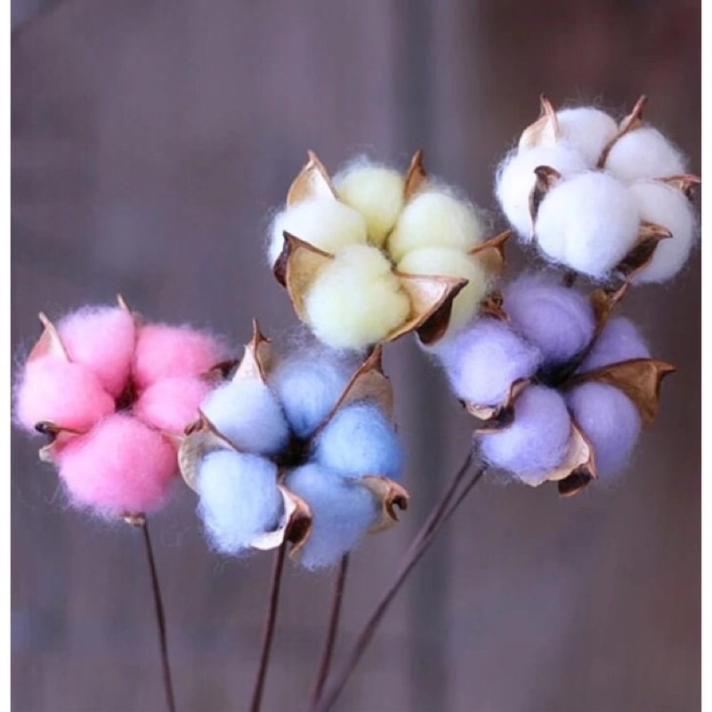 Jual (Eceran 1 tangkai) Dried Cotton Flower / Dry Cotton Flower/Bunga ...