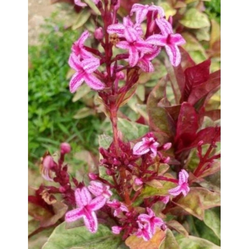 Jual Melati jepang merah (Pseuderanthemum reticulatum) | Shopee Indonesia