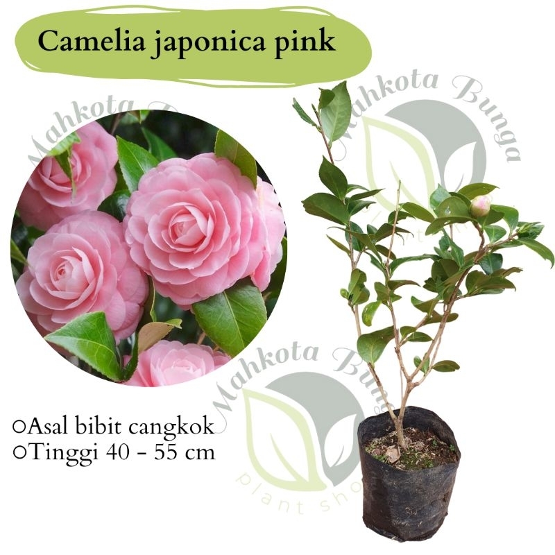 Jual Tanaman bunga camelia pink - camelia japonica | Shopee Indonesia