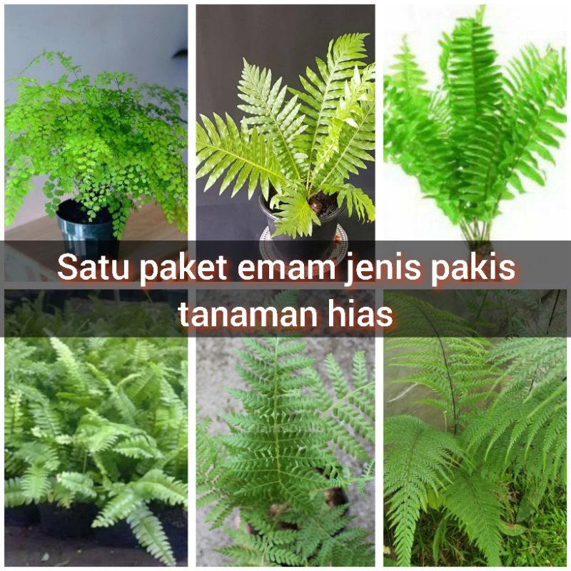 Jual Tanaman hias pakis satu paket isi 6 jenis tanaman pakis Paket ...