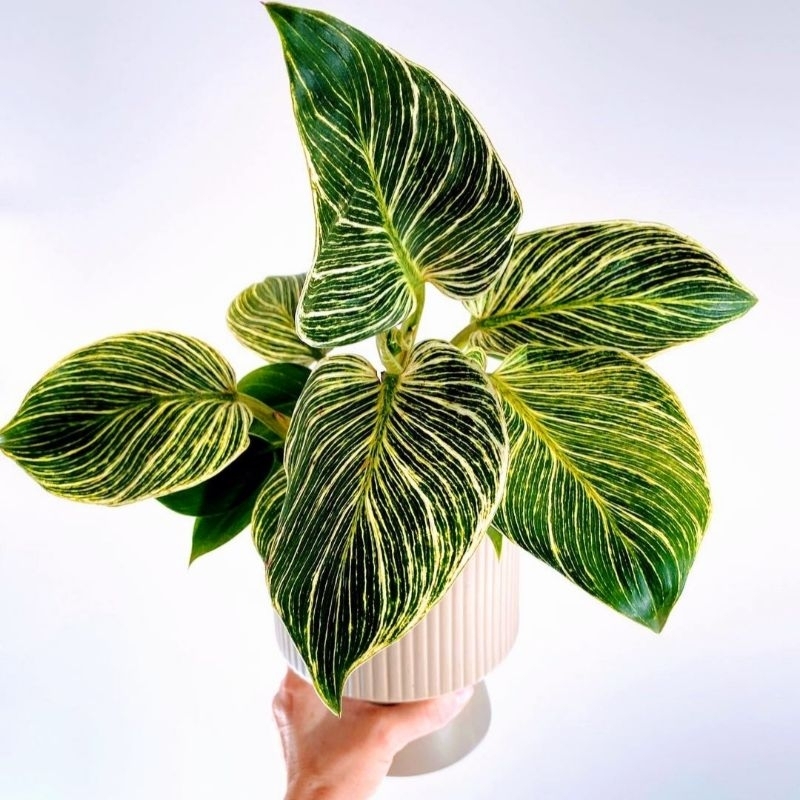 Jual Tanaman Hias Philodendron Birkinn/ Philo birkinn/ Tanaman hias ...