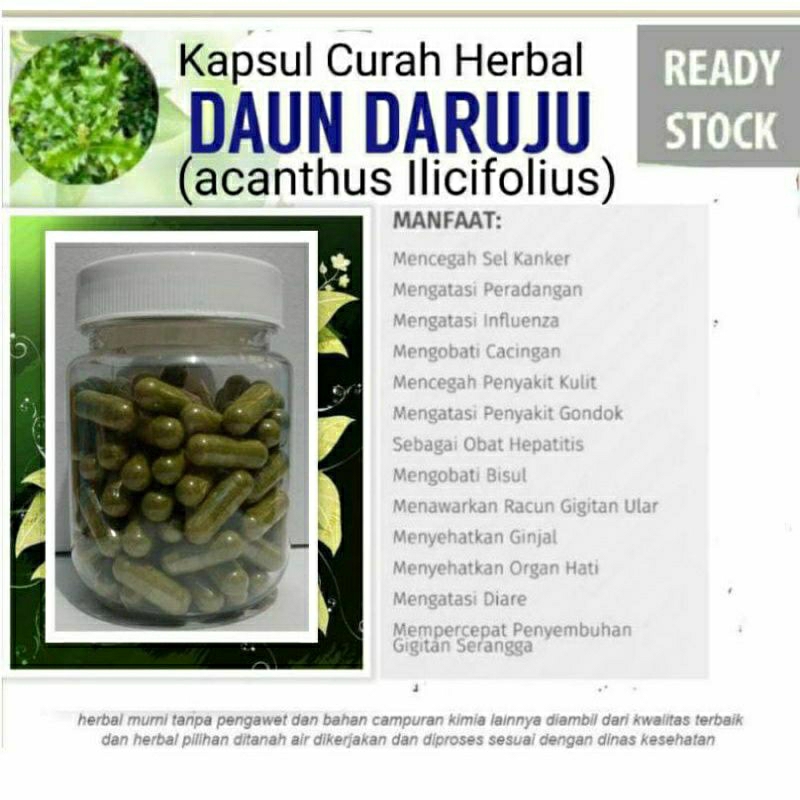 Jual DAUN DARUJU 100 KAPSUL OBAT HERBAL TERBAIK (PREMIUM QUALITY ...