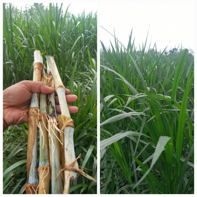 Jual Bibit Rumput PakCong Thailand 1 KG | Shopee Indonesia