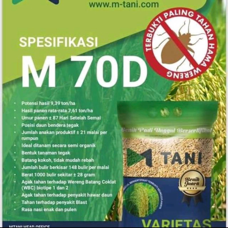 Jual Bibit Padi M70D M70 dari M Tani (-+85 Hari) Panen Tercepat 5 KG ...