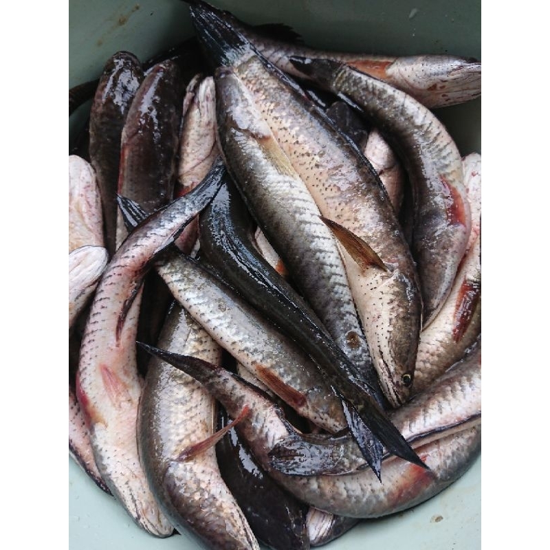 Jual Ikan Kutuk/Haruan/Gabus/Kotok, Frozen | Shopee Indonesia