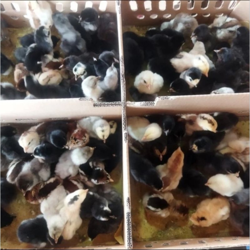 Jual Doc AKA Anak Ayam Kampung Asli | Shopee Indonesia