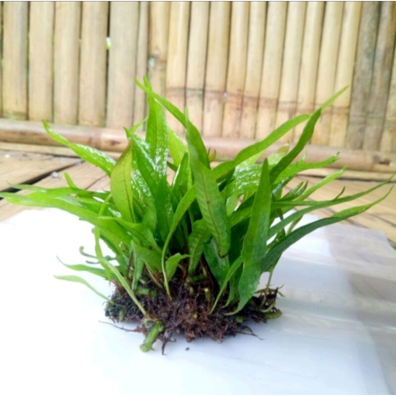 Jual kadaka Java fern mini tanaman aquascape/aquarium | Shopee Indonesia