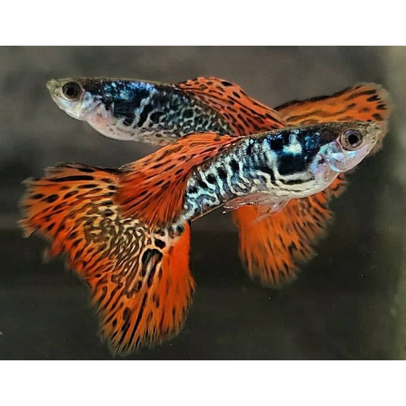 Jual ikan hias guppy galaxy red medusa hiasan aquarium,kolam dan aquascape sepasang jantan ...