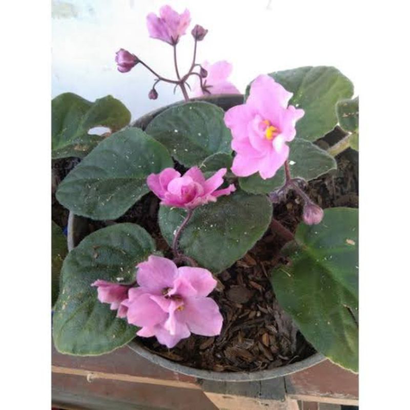 Jual Tanaman Hias Bunga African Violet / Violces | Shopee Indonesia