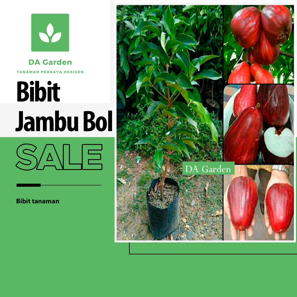 Jual [DA GARDEN] Bibit Jambu Bol/Bibit Tanaman/Bibit Buah Jambu Bol ...