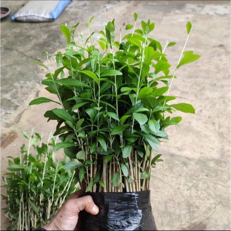 Jual paket 100 batang Lee Kwan yu | Shopee Indonesia