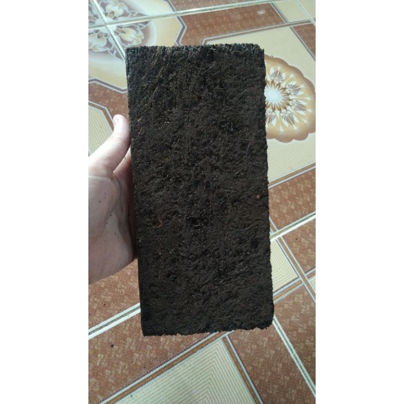 Jual Media pakis | Shopee Indonesia