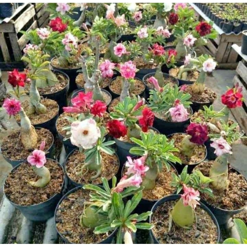 Jual Adenium hasil grafting size A Bunga tumpuk 100% asli | Shopee ...