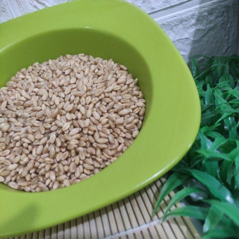 Jual Biji Gandum Utuh Organik 250gram | Shopee Indonesia