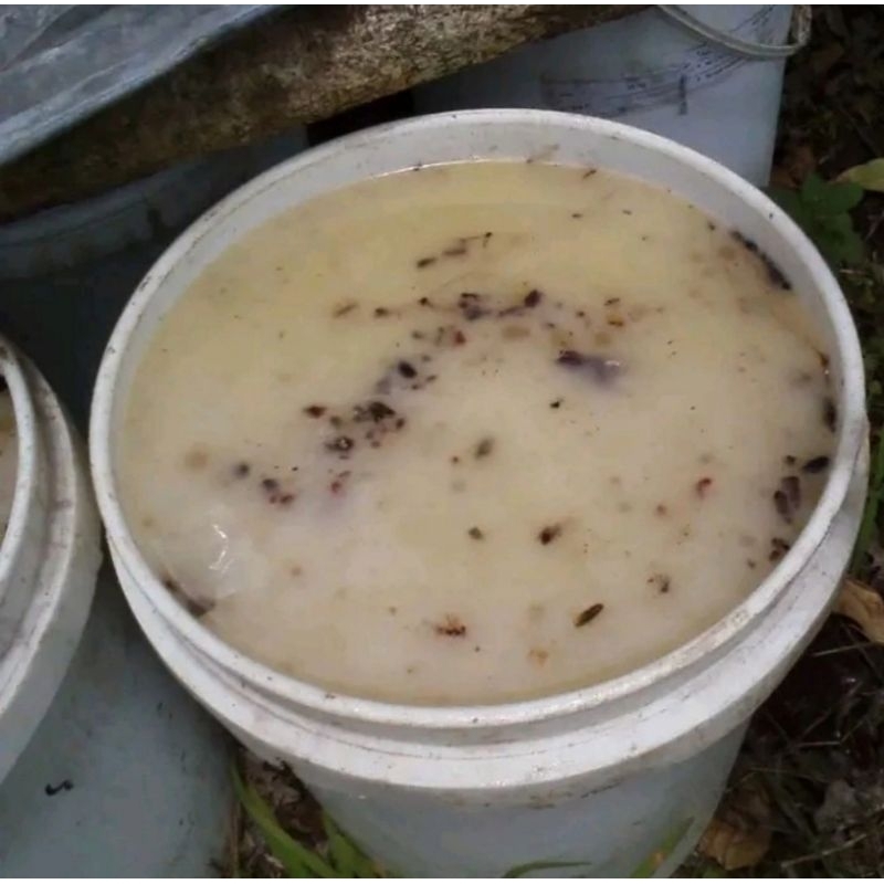 Jual Getah Pinus Resin Mentah 1kg | Shopee Indonesia