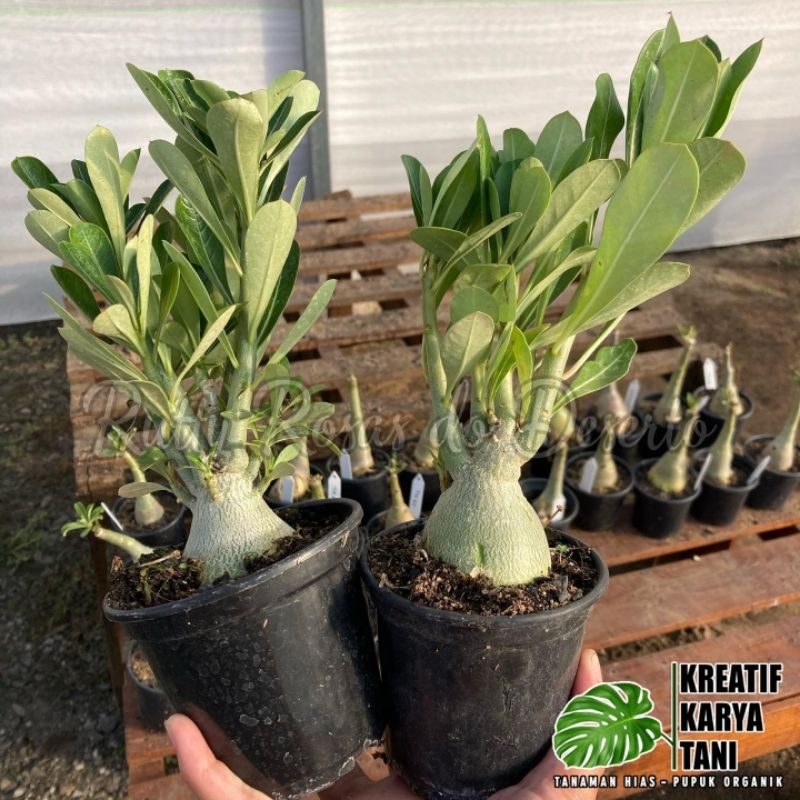 Jual Tanaman Bunga Kemboja - Adenium Bunga - Tanaman Kemboja | Shopee ...