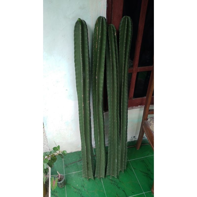 Jual kaktus koboi/blimbing 100cm - 120cm tidak berduri dan sudah ...
