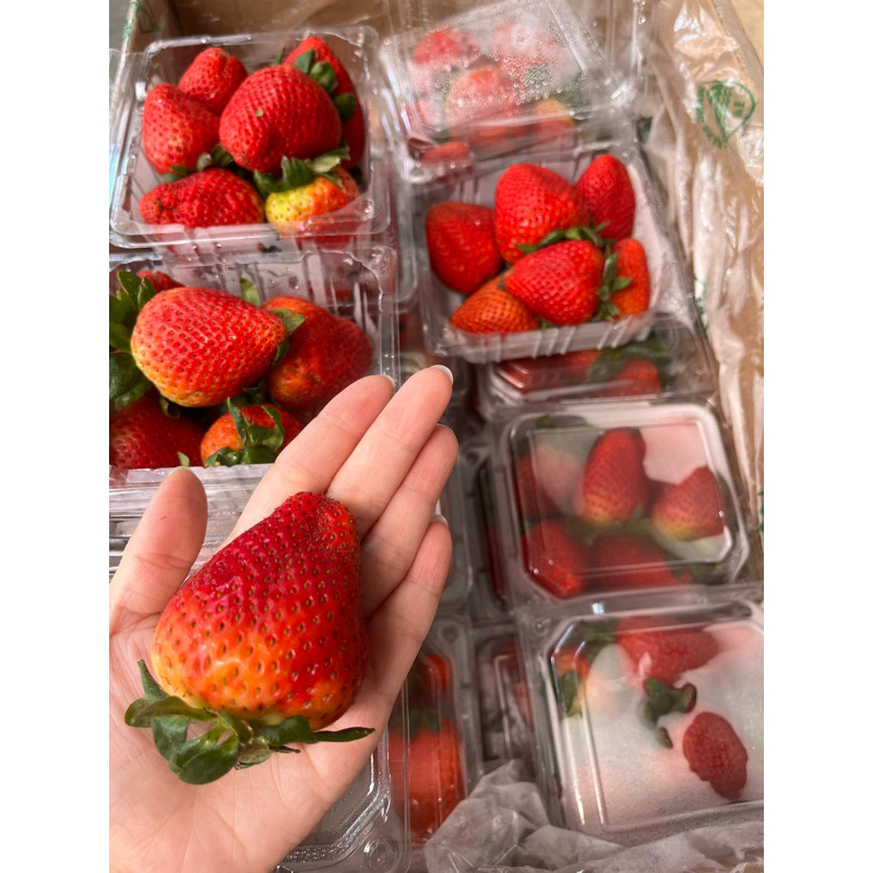 Jual strawberry Import USA 1 pack 270 gram super jumbo size | Shopee ...