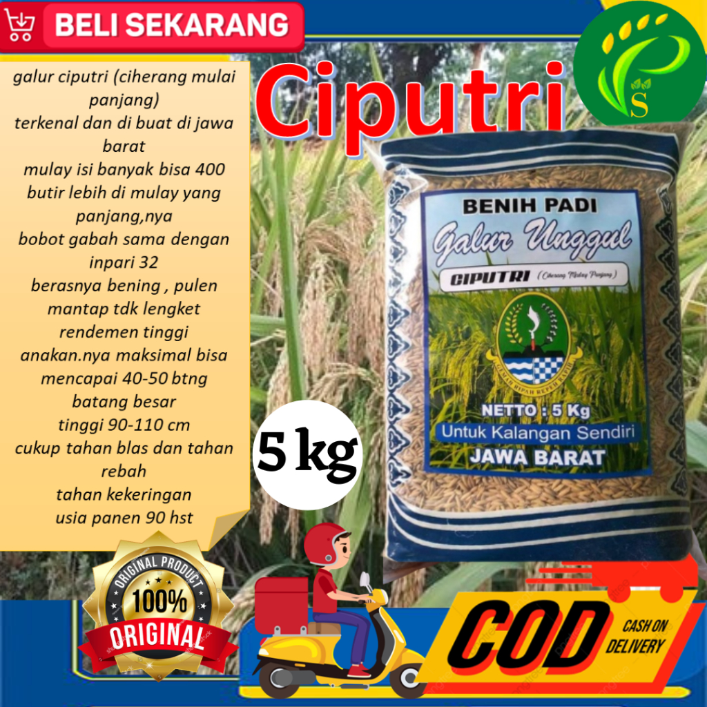 Jual Biji Padi Unggul Ciputri 5 Kg Shopee Indonesia