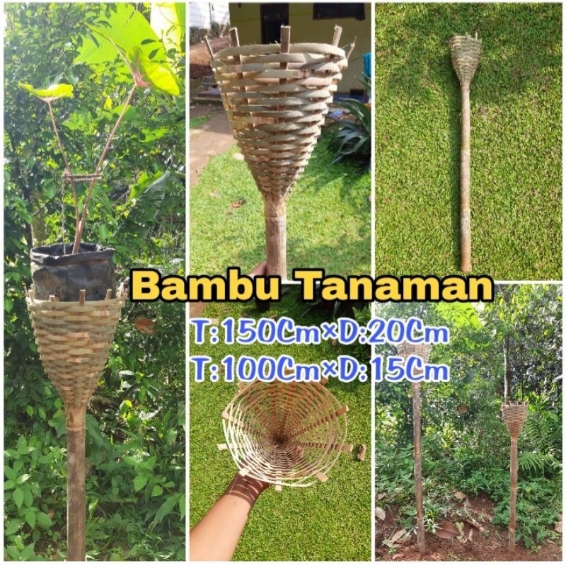 Jual Bambu Tanaman/Tiang Penyangga Tanaman/Turus Bambu Tanaman | Shopee ...