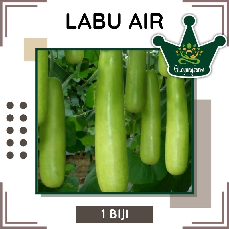 Jual Benih Labu Air Panjang Bibit Sayuran Ungul Berkualitas | Shopee ...