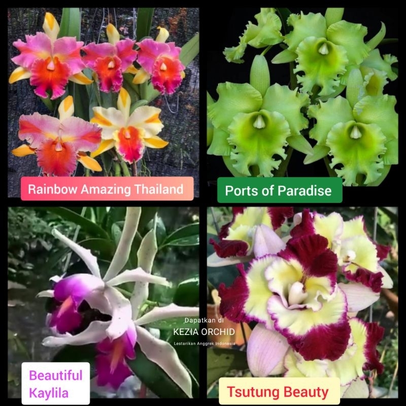 Jual Anggrek Cattleya Dewasa: Rlc Tsutung Beauty; Rlc Ports of Paradise ...