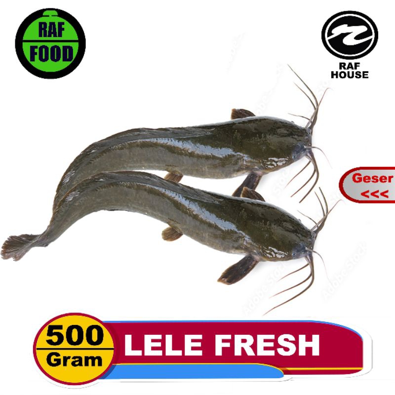 Jual Ikan Lele segar / ikan lele fresh / ikan lele hidup ( 500 Gram ...