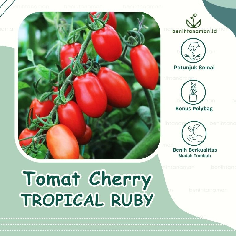 Jual 15 Biji - Benih Tomat Cherry Merah Hibrida Tropical Ruby Tahan suhu panas dan Fusarium wilt ...