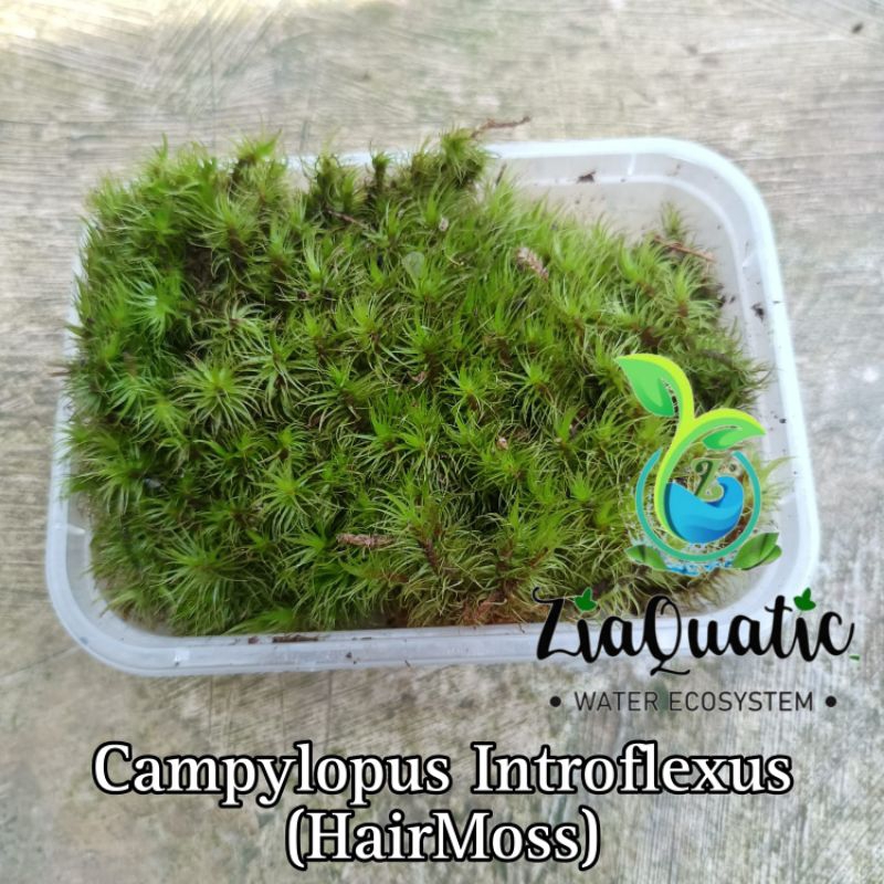 Jual Moss Paludarium Terrarium Vivarium - Campylopus Introflexus "Hair ...