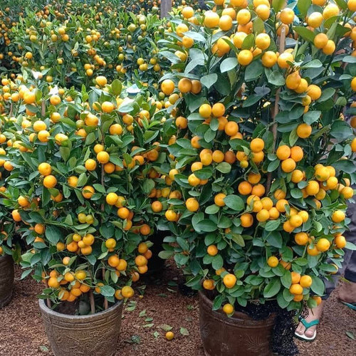 Jual Bibit Tanaman Buah Jeruk Santang Madu (Citrus nobilis Lour) Besar Sudah Berbuah pohon hidup ...