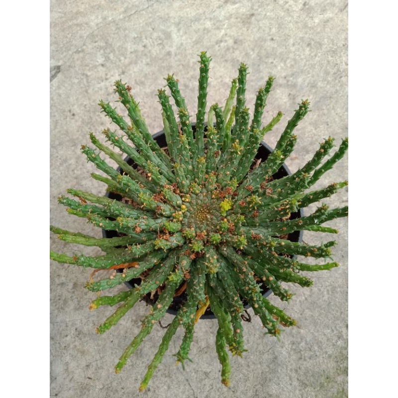 Jual evorbia camput | Shopee Indonesia
