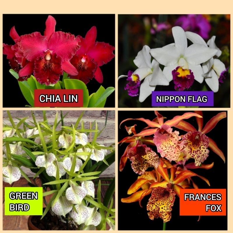 Jual Anggrek Cattleya Dewasa: Rlc/Cattleya Chia Lin; Rth/Cattleya ...