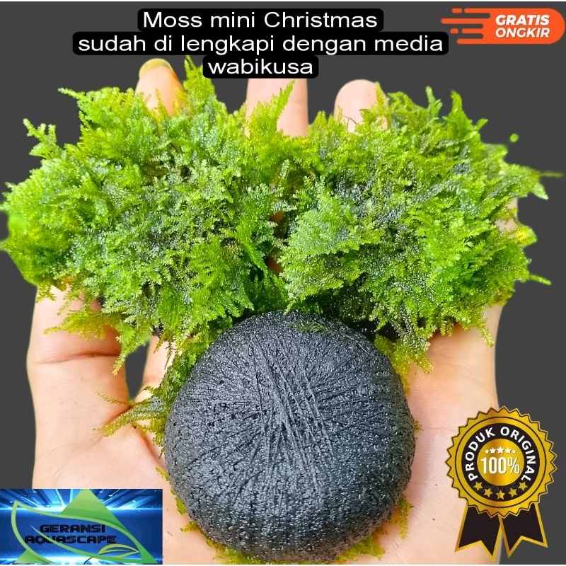 Jual mini christmas moss sudah di lengkapi dengan media wabikusa ...
