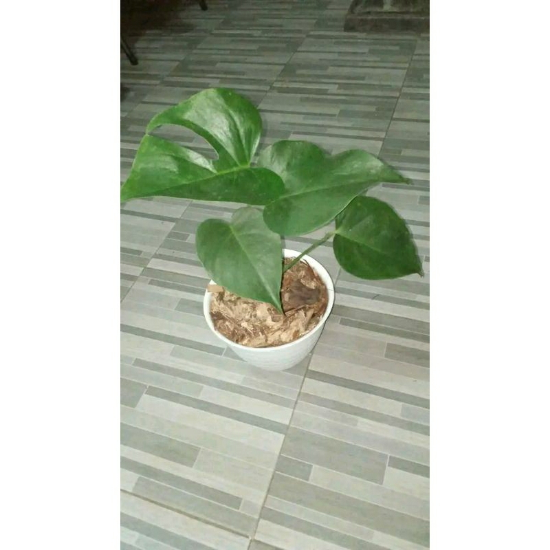Jual monstera deliciosa daun ijo | Shopee Indonesia