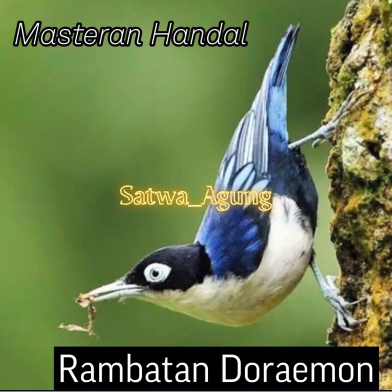 Jual BURUNG RAMBATAN DORAEMON | Shopee Indonesia