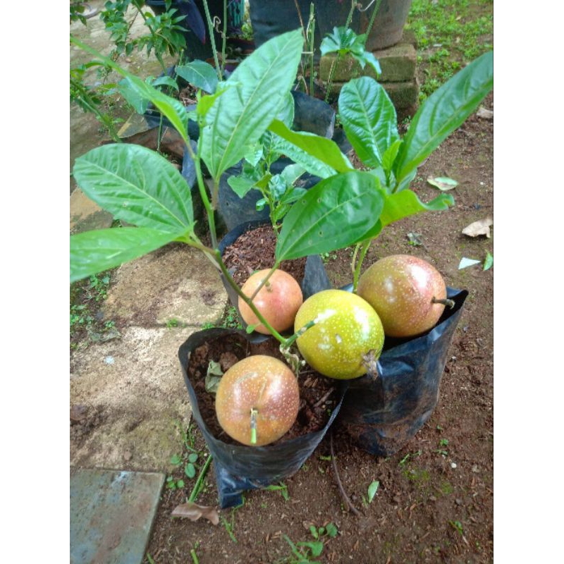 Jual Bibit Buah Markisa Manis | Super Jumbo | Berbuah dalam Pot | Shopee Indonesia