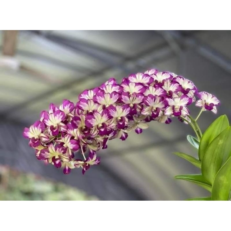 Jual Dendrobium Ang Peng Bon | Shopee Indonesia