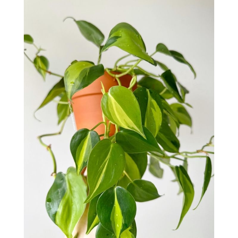 Jual Philodendron brasil / Philo brazil / pilo berasil / sirih Gading ...