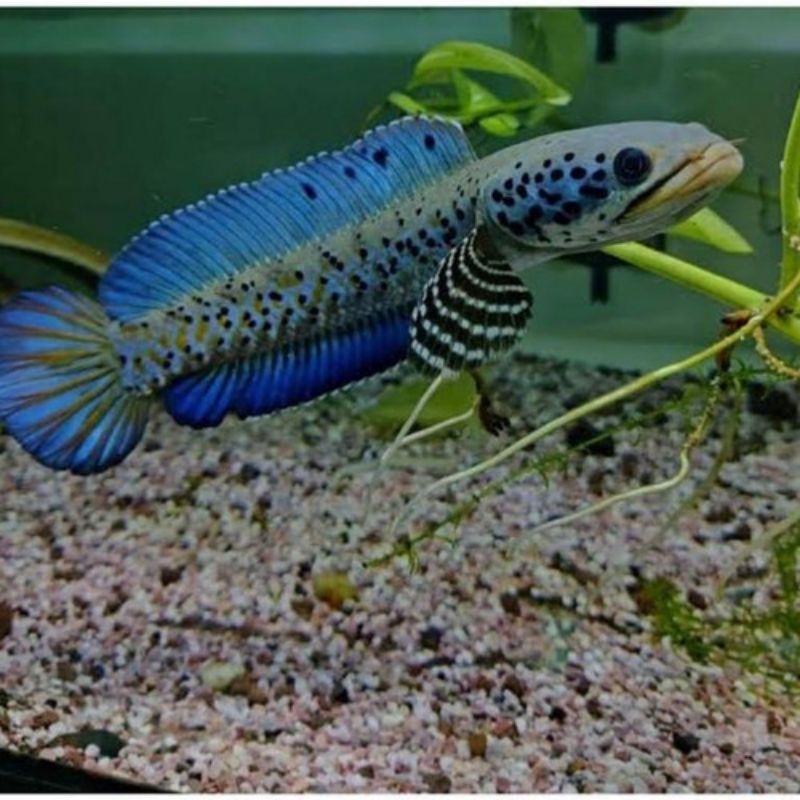 Jual baby ikan chana blue pulcra 5-6 cm | Shopee Indonesia